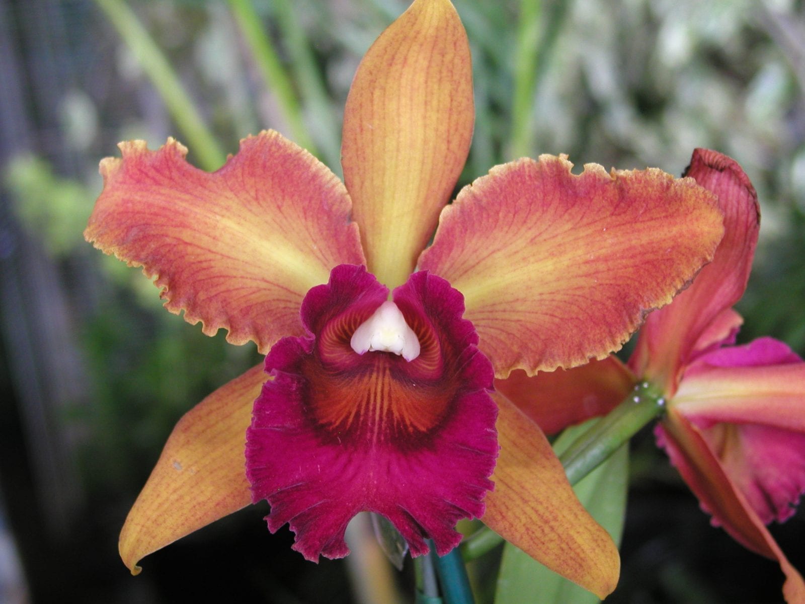The Top 10 Common Groups of Orchids - Chuck the Plant Guy
