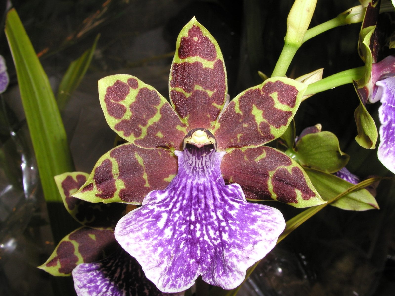 The Top 10 Common Groups of Orchids - Chuck the Plant Guy