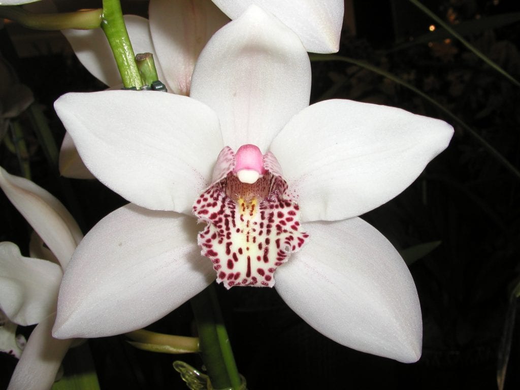 Free Cymbidium Orchid Repotting Demonstration - Chuck the Plant Guy