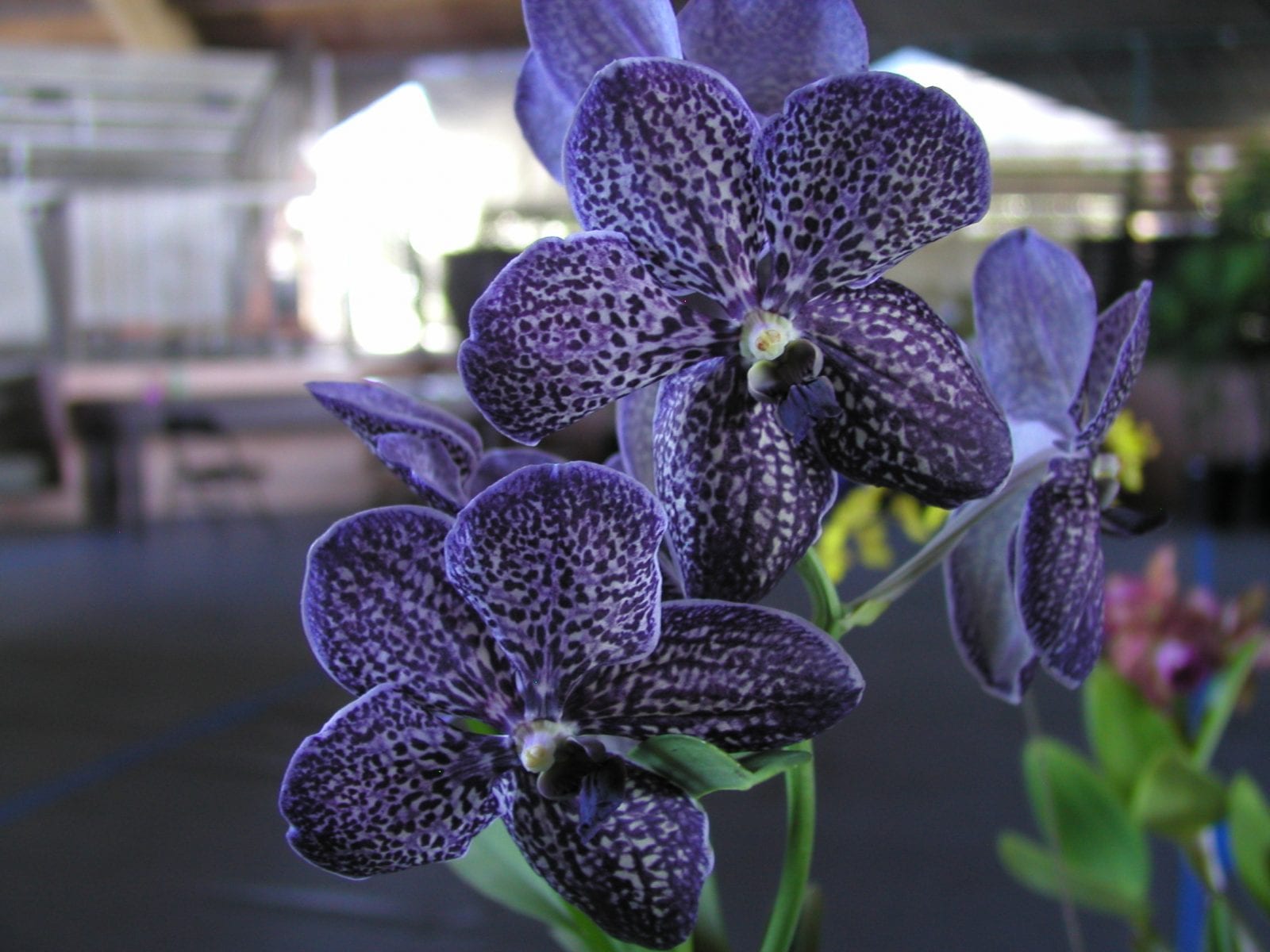 The Top 10 Common Groups of Orchids - Chuck the Plant Guy