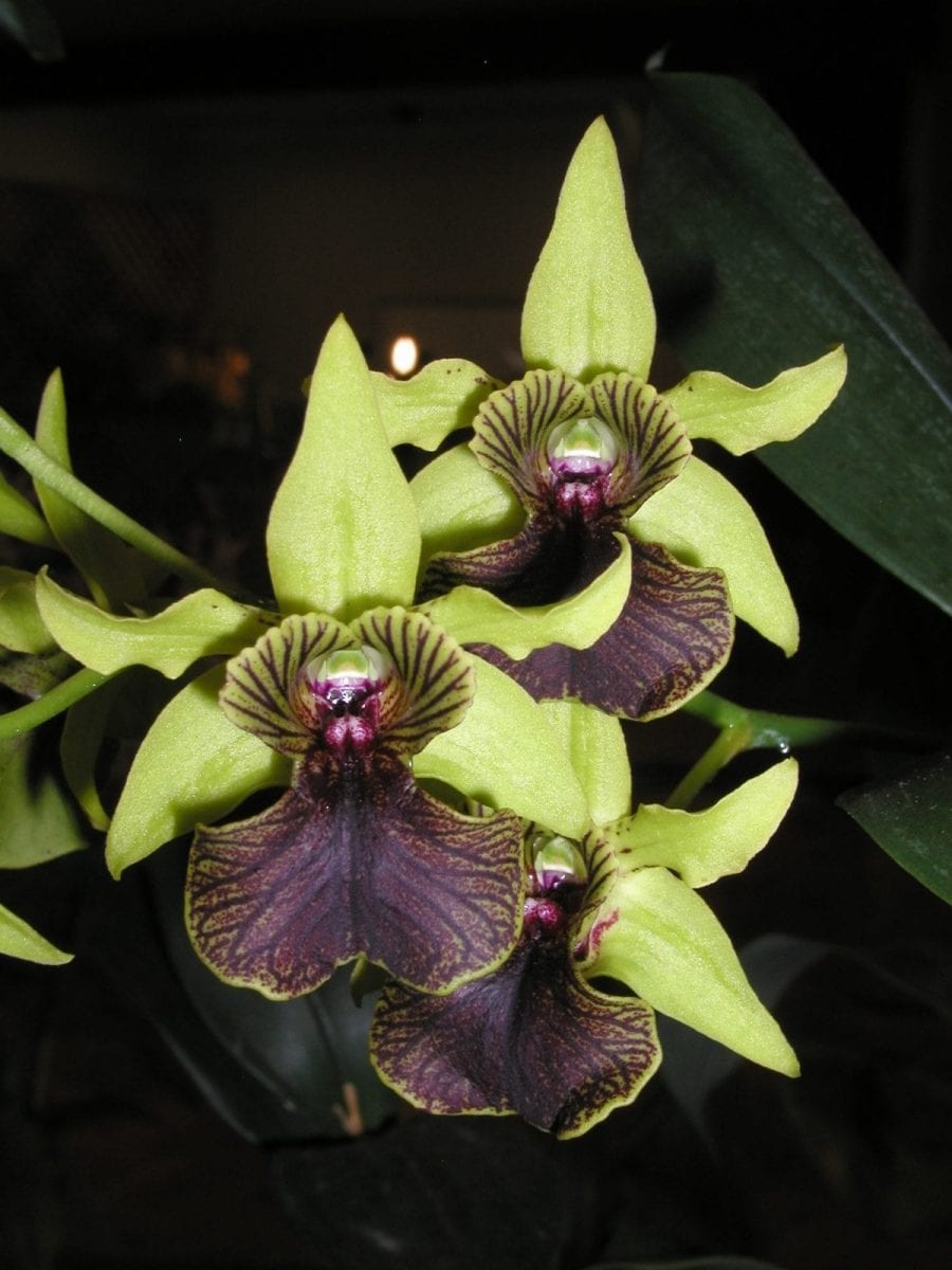 More photos from the San Diego County Orchid Society Spring Show ...