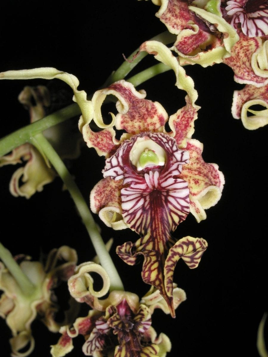 More photos from the San Diego County Orchid Society Spring Show ...