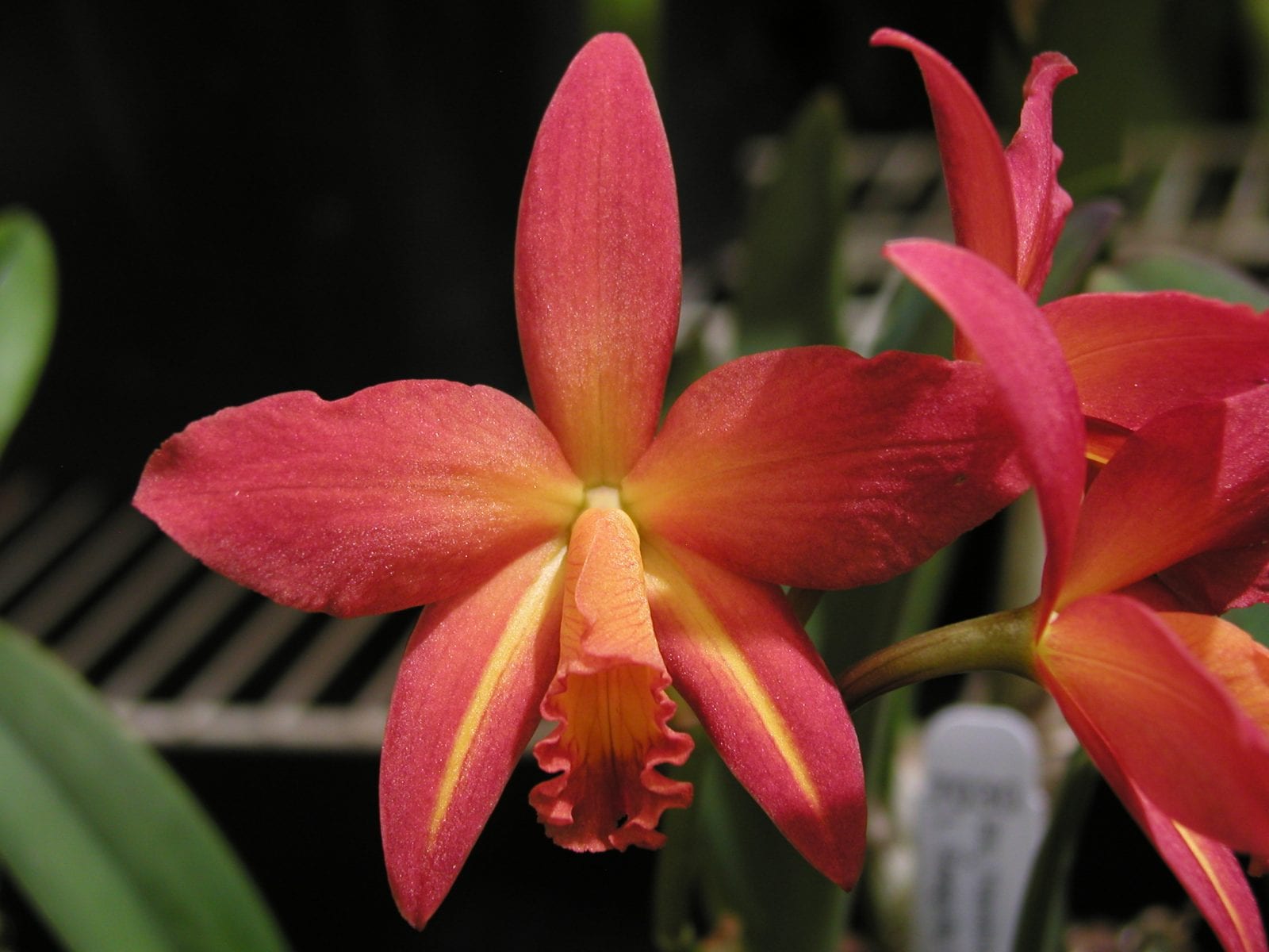 More photos from the San Diego County Orchid Society Spring Show ...