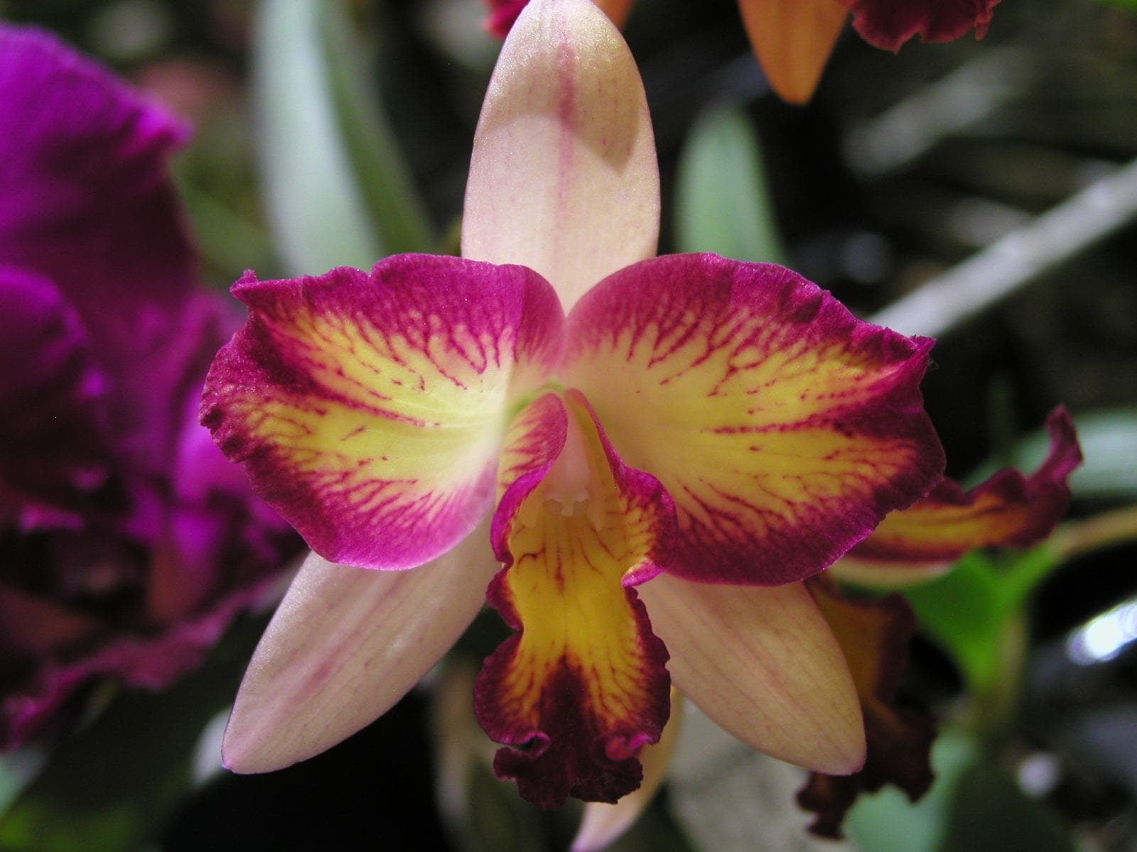 More photos from the San Diego County Orchid Society Spring Show ...
