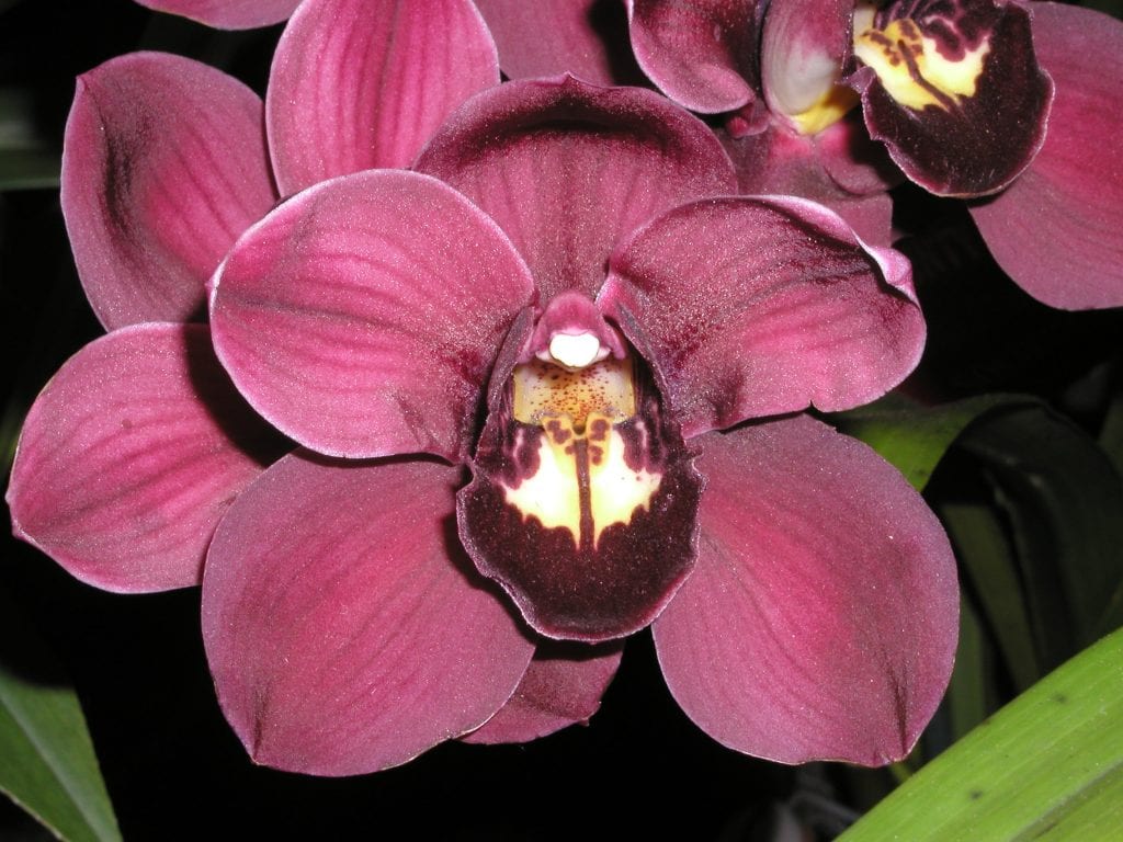 SUMMER CYMBIDIUM CARE in SAN DIEGO - Chuck the Plant Guy