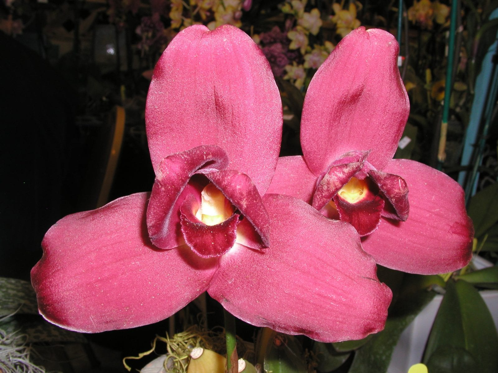More photos from the San Diego County Orchid Society Spring Show ...