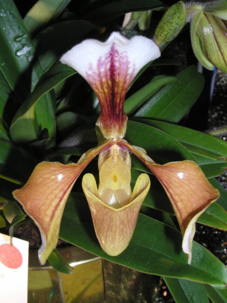 More photos from the San Diego County Orchid Society Spring Show ...