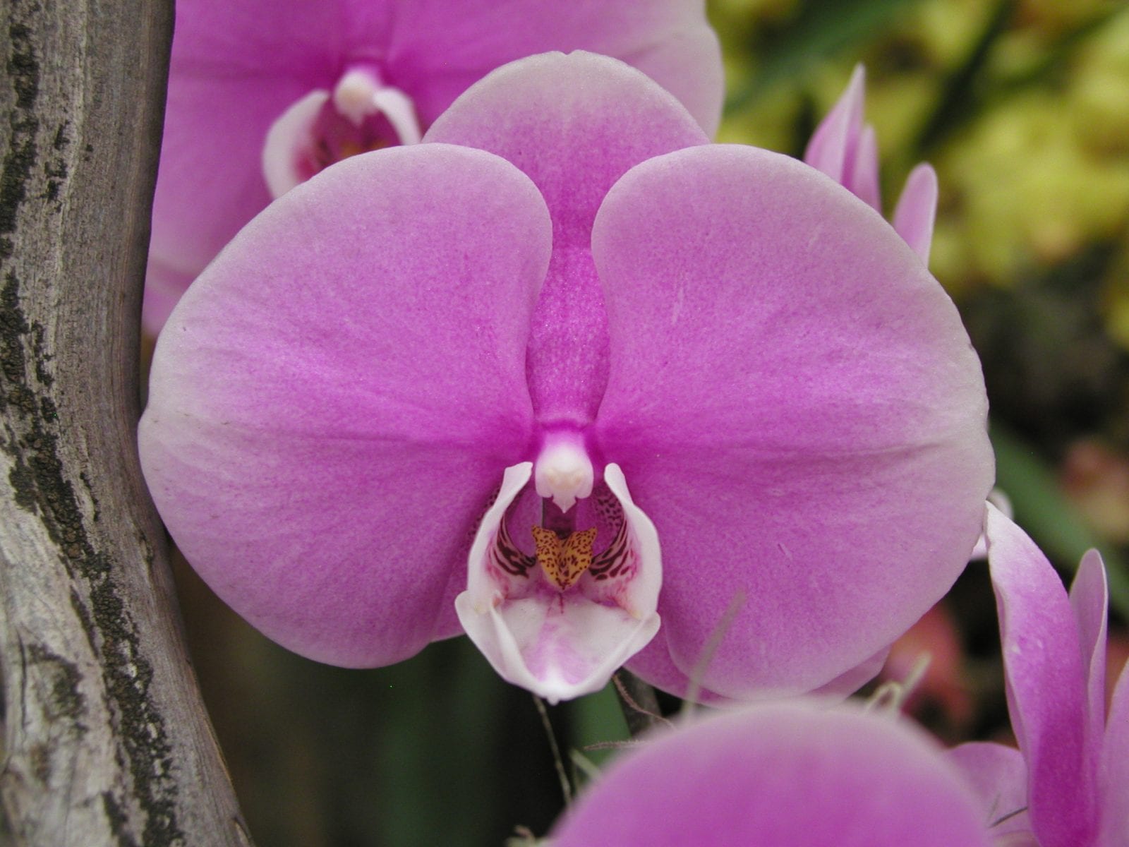 The Top 10 Common Groups of Orchids - Chuck the Plant Guy