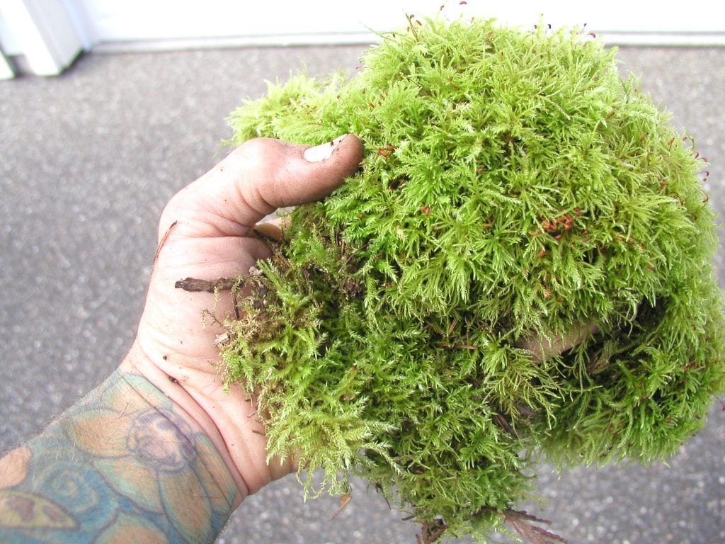 Moss-lined Containers with Succulents - Chuck the Plant Guy