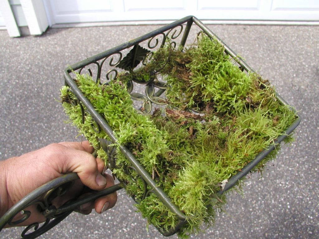 Moss-lined Containers with Succulents - Chuck the Plant Guy