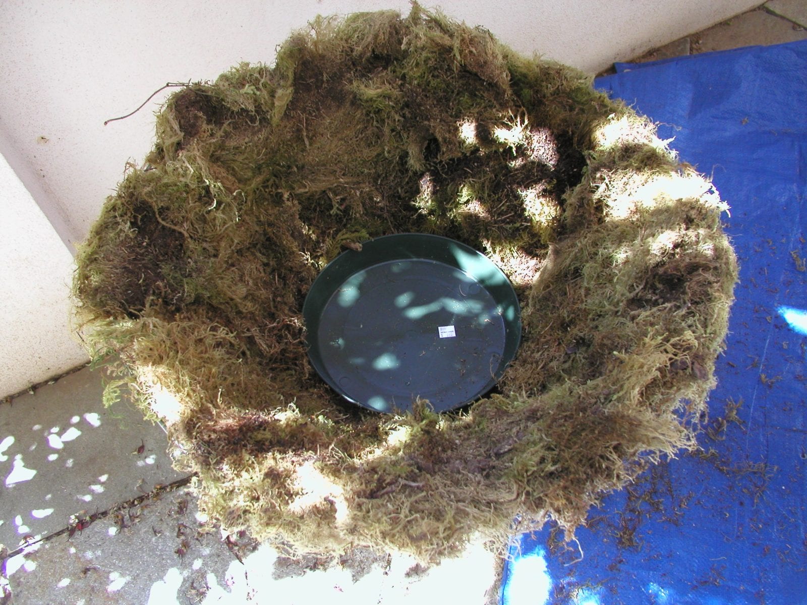 How to Create a Victorian Hanging Moss Basket - Chuck the Plant Guy