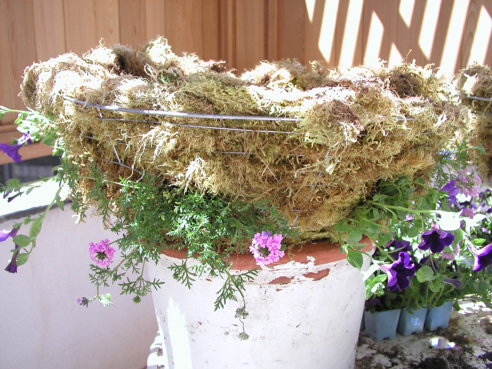 How to Create a Victorian Hanging Moss Basket - Chuck the Plant Guy