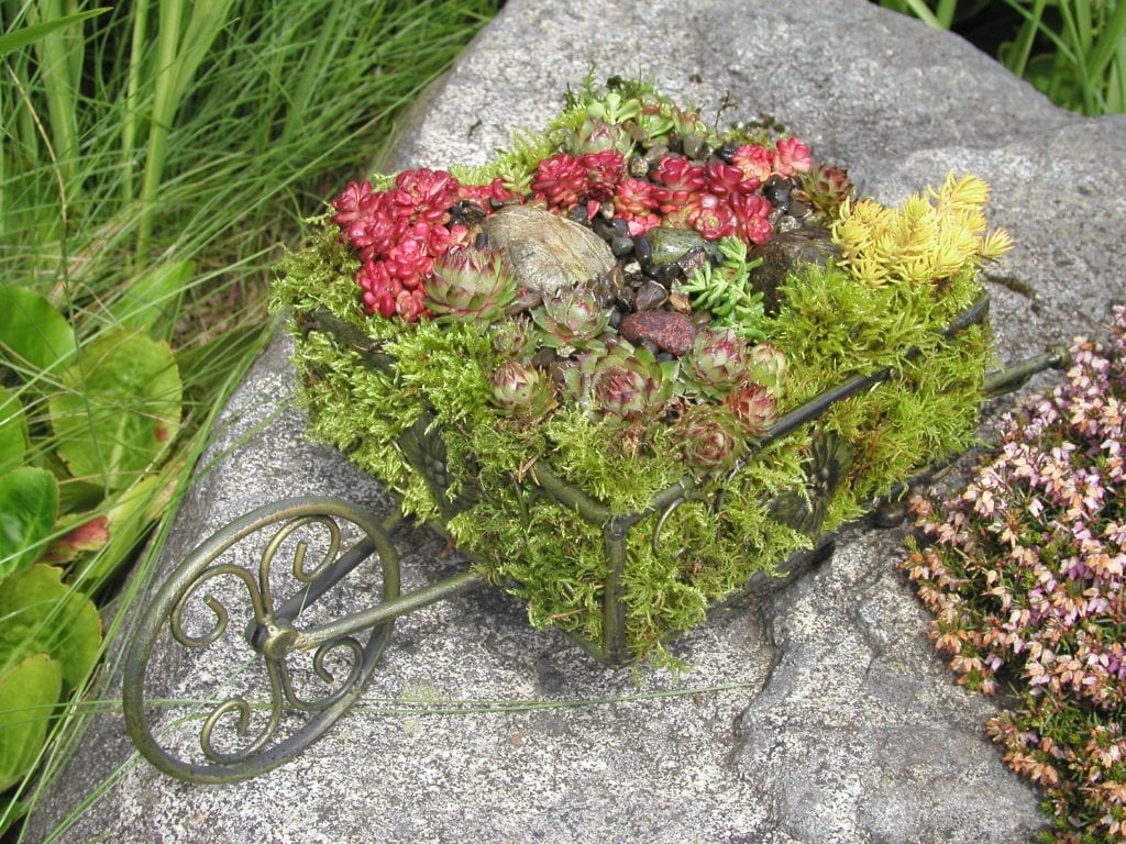 Moss-lined Containers with Succulents - Chuck the Plant Guy