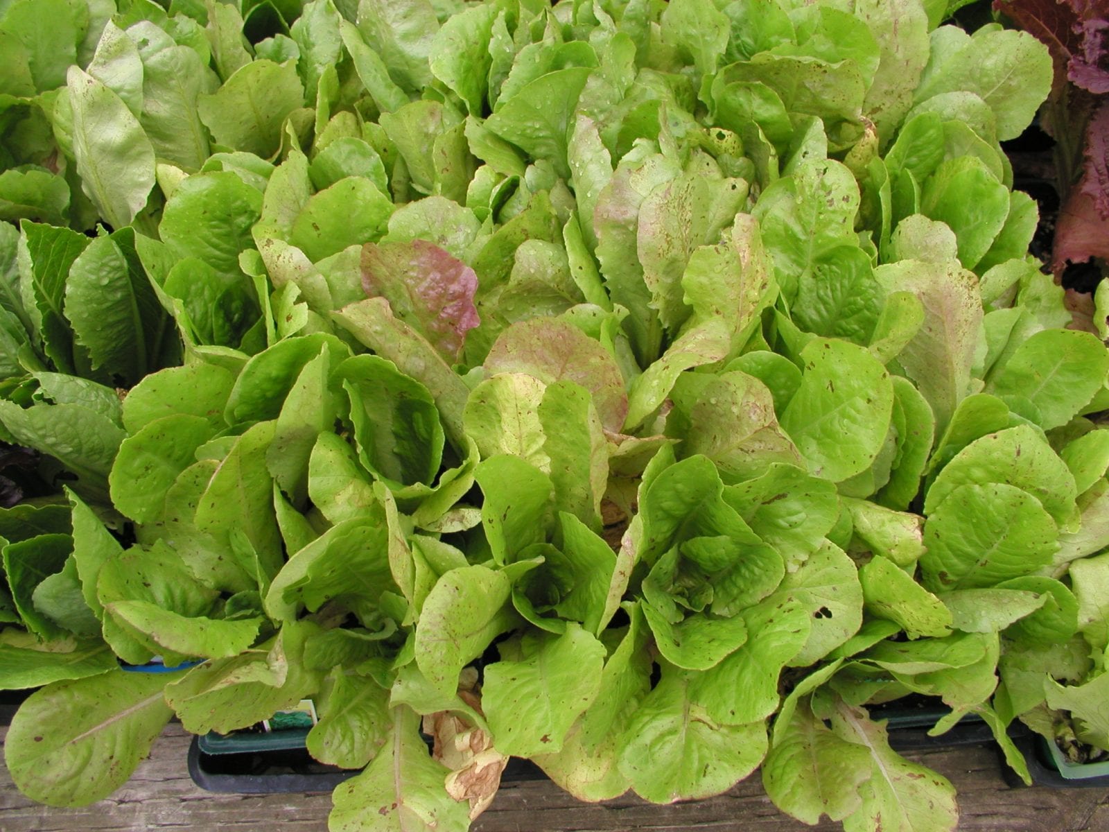 How to Purchase Healthy Vegetable Starts at San Diego Nurseries - Chuck ...