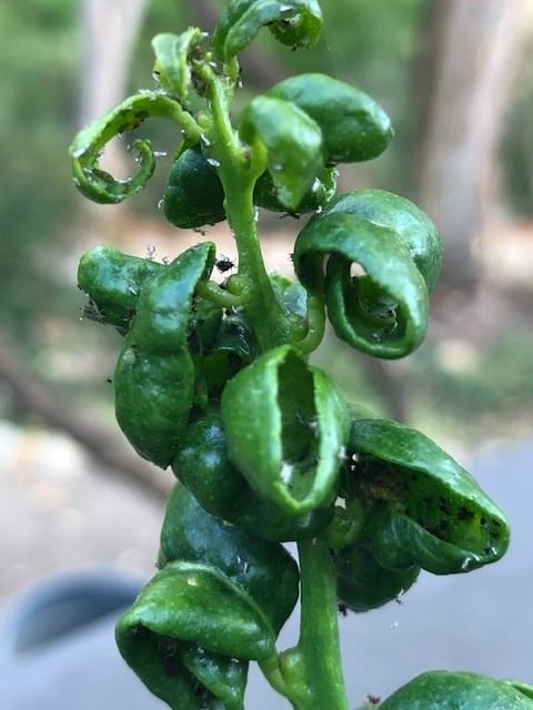 "What's causing the leaves to curl on my citrus?!" - Chuck the Plant Guy