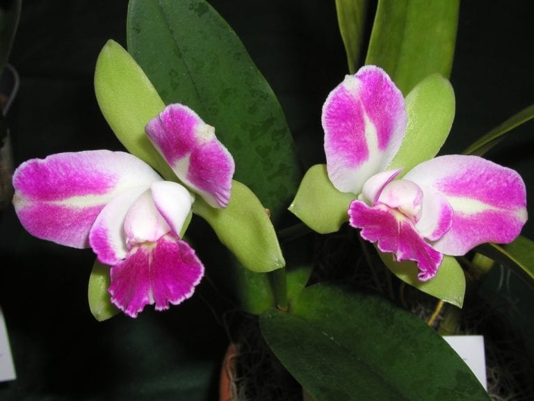 First photos from the Fall 2019 Show of the San Diego County Orchid ...