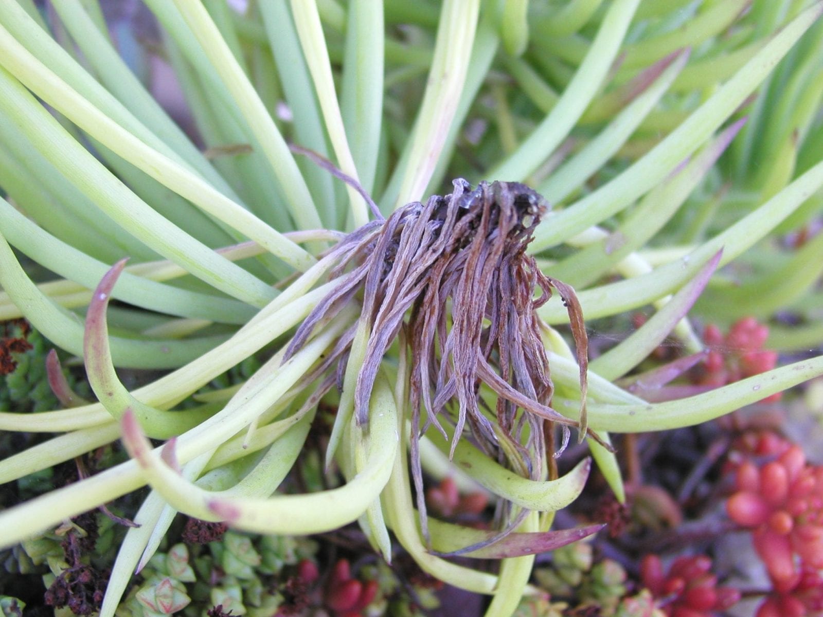 Cold Damage on San Diego Plants - Chuck the Plant Guy