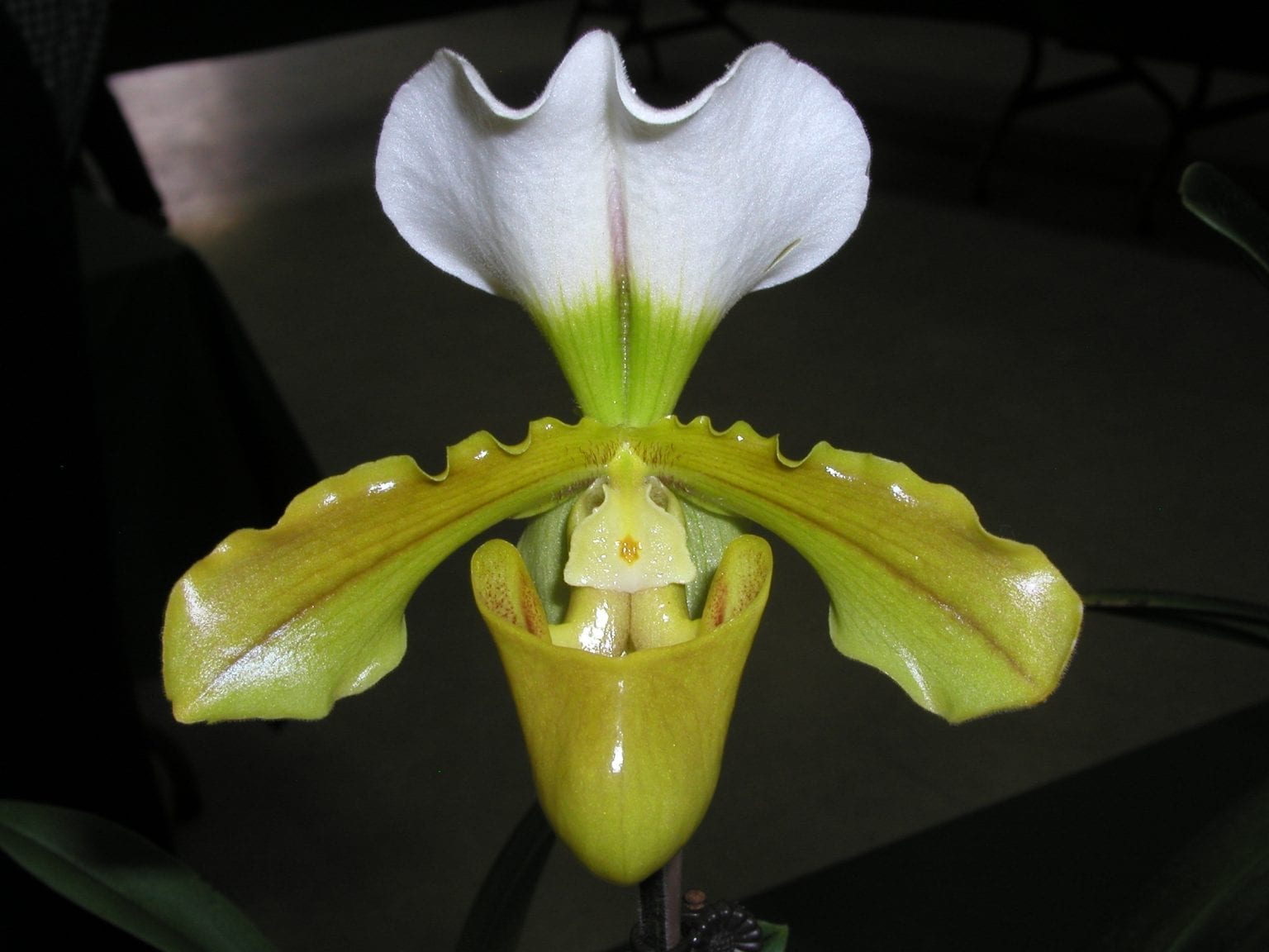 Photos from the San Diego County Orchid Society Winter 2020 Show ...