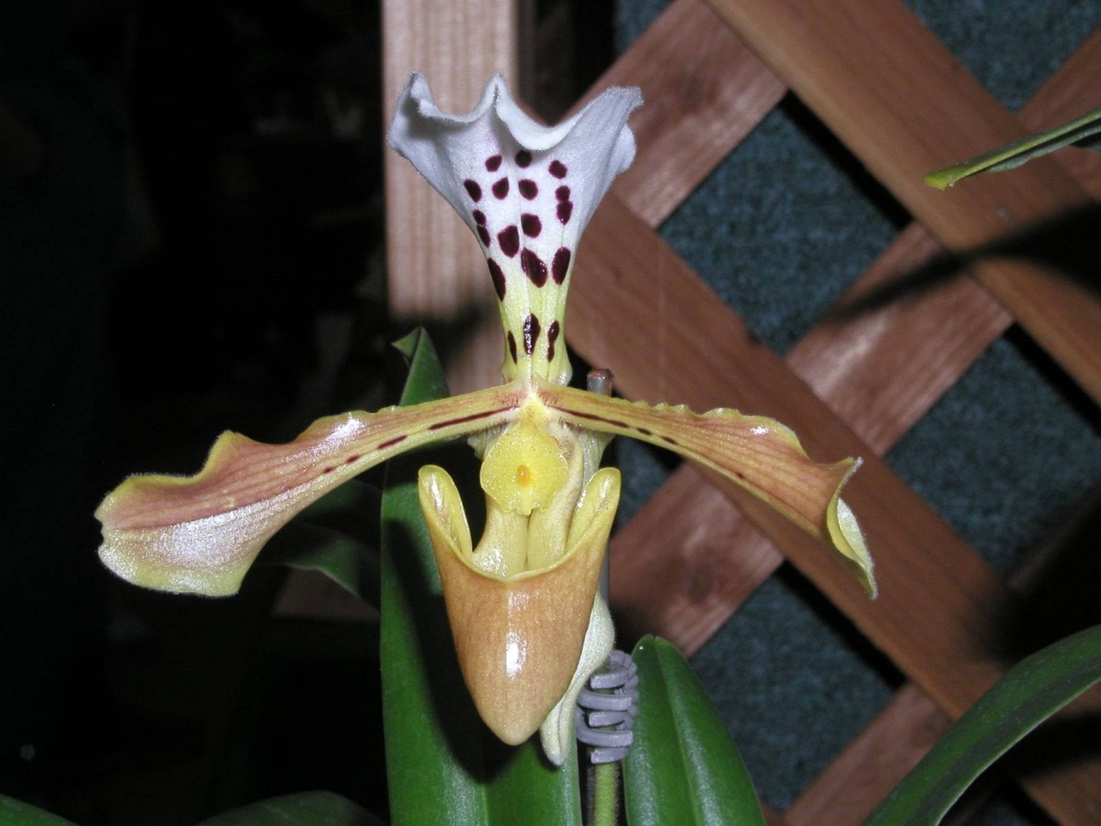Photos from the San Diego County Orchid Society Winter 2020 Show ...
